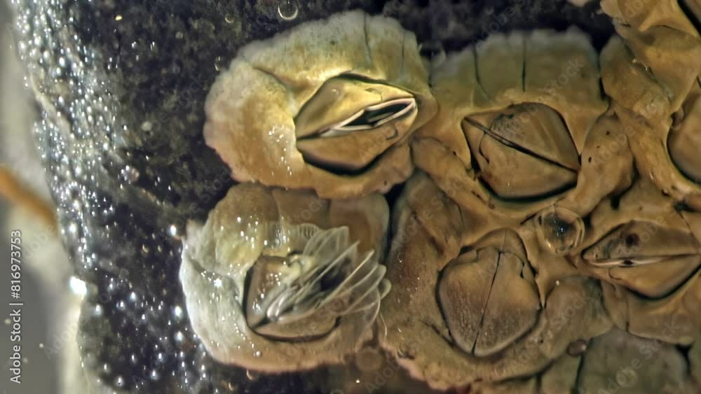 Enchanting view of Balanus glandula, small acorn barnacles underwater ...