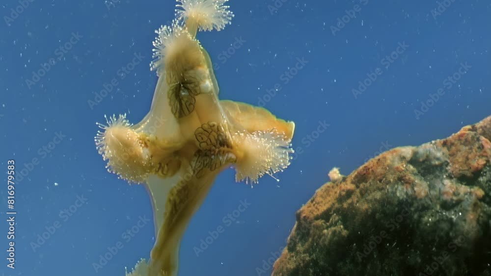Video showcases intricate view of Lucernaria jellyfish's tentacles ...