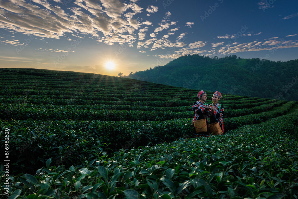 two asian woman wearing traditional dress picking tea leaf in tea plantation 101 with background ...