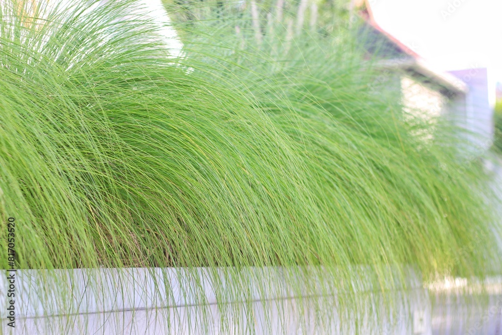 (Pennisetum alopecuroides) Chinese fountaingrass or dwarf fontain grass ...
