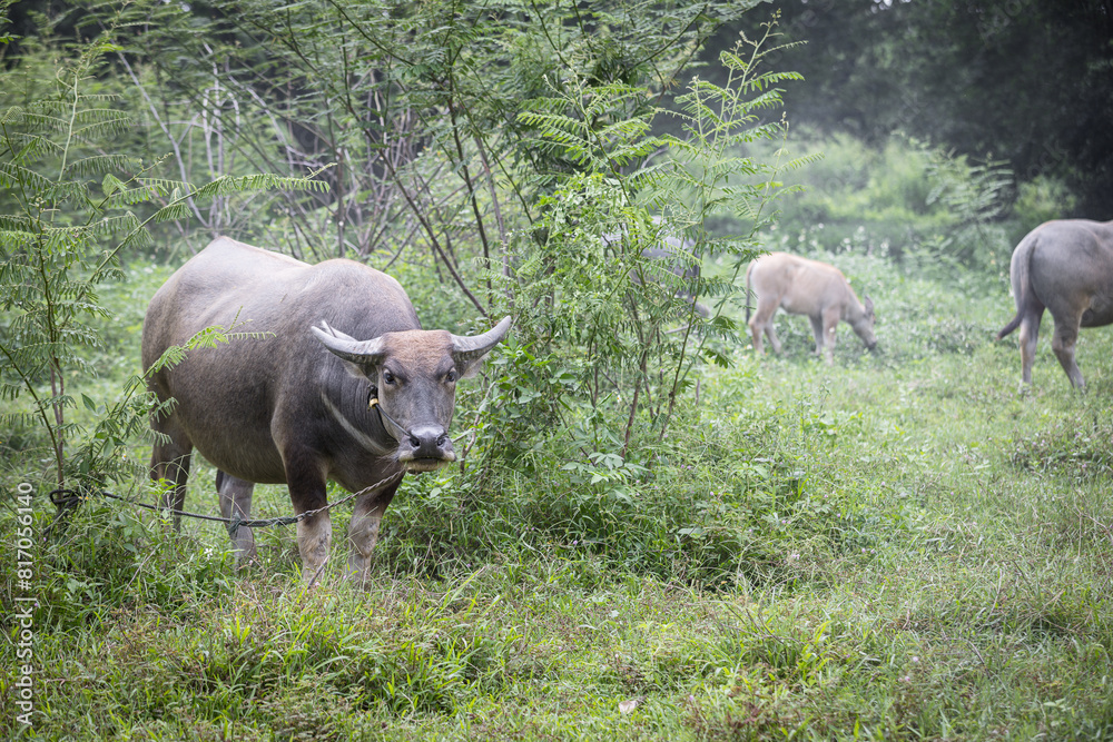 Water buffalos (Bubalus bubalis). Thai buffalos herd standing in the ...