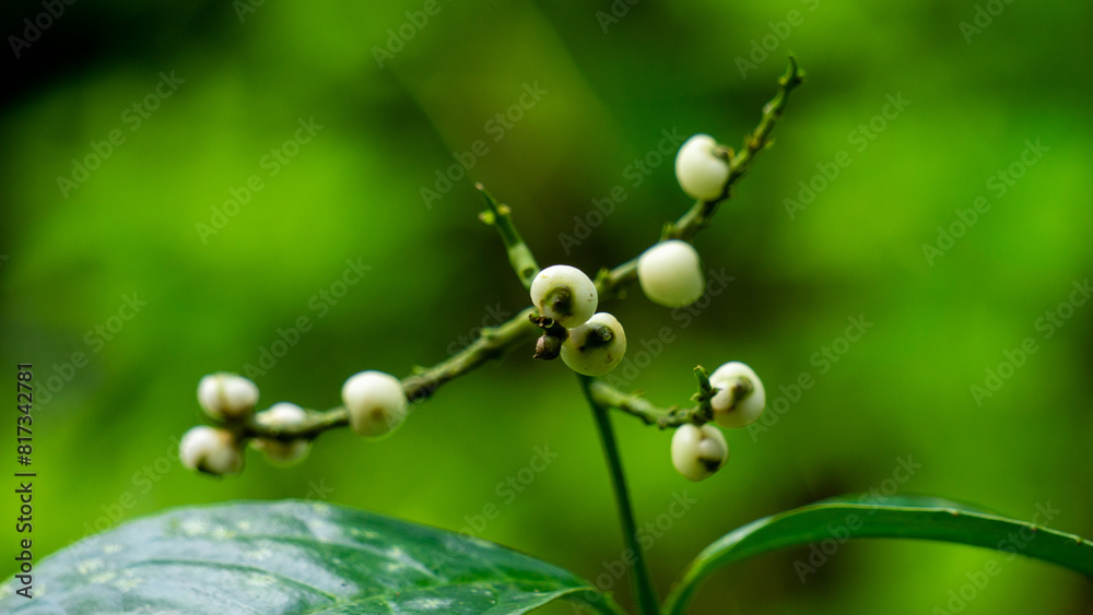 Chloranthus officinalis (Chloranthus erectus, Lowland Chloranthus, Rami ...