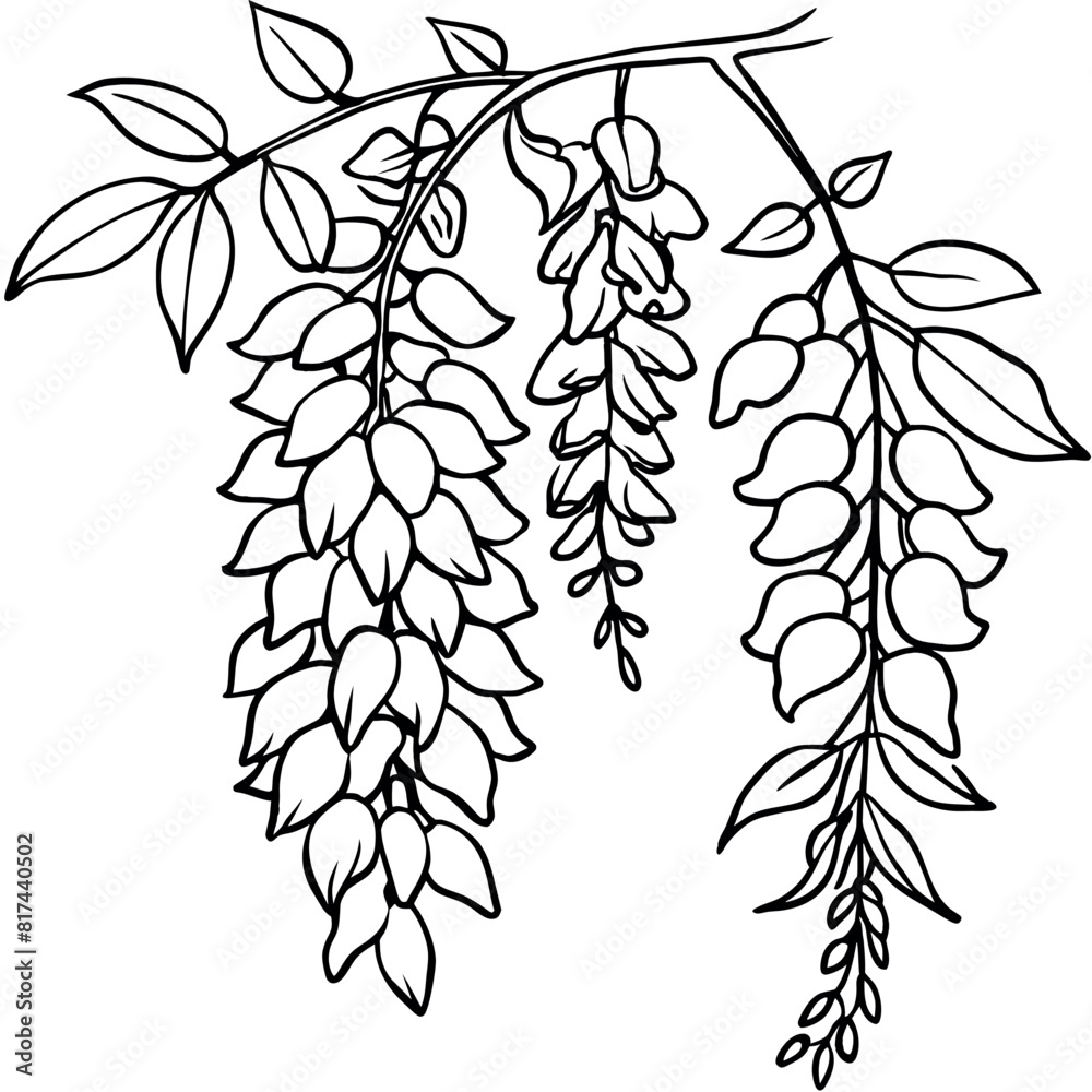 Wisteria Flower outline illustration coloring book page design ...