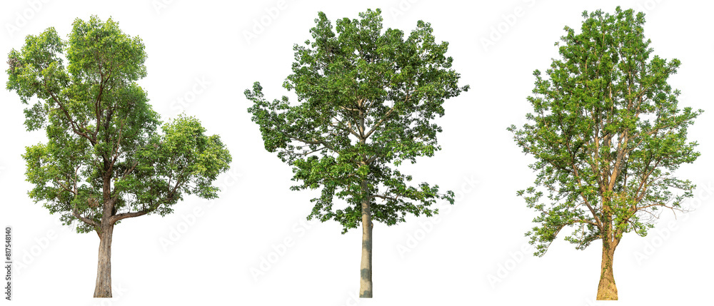 Big trees standing growth collections isolated on transparent ...