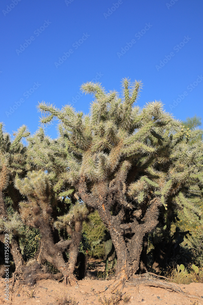 Jumping Cholla