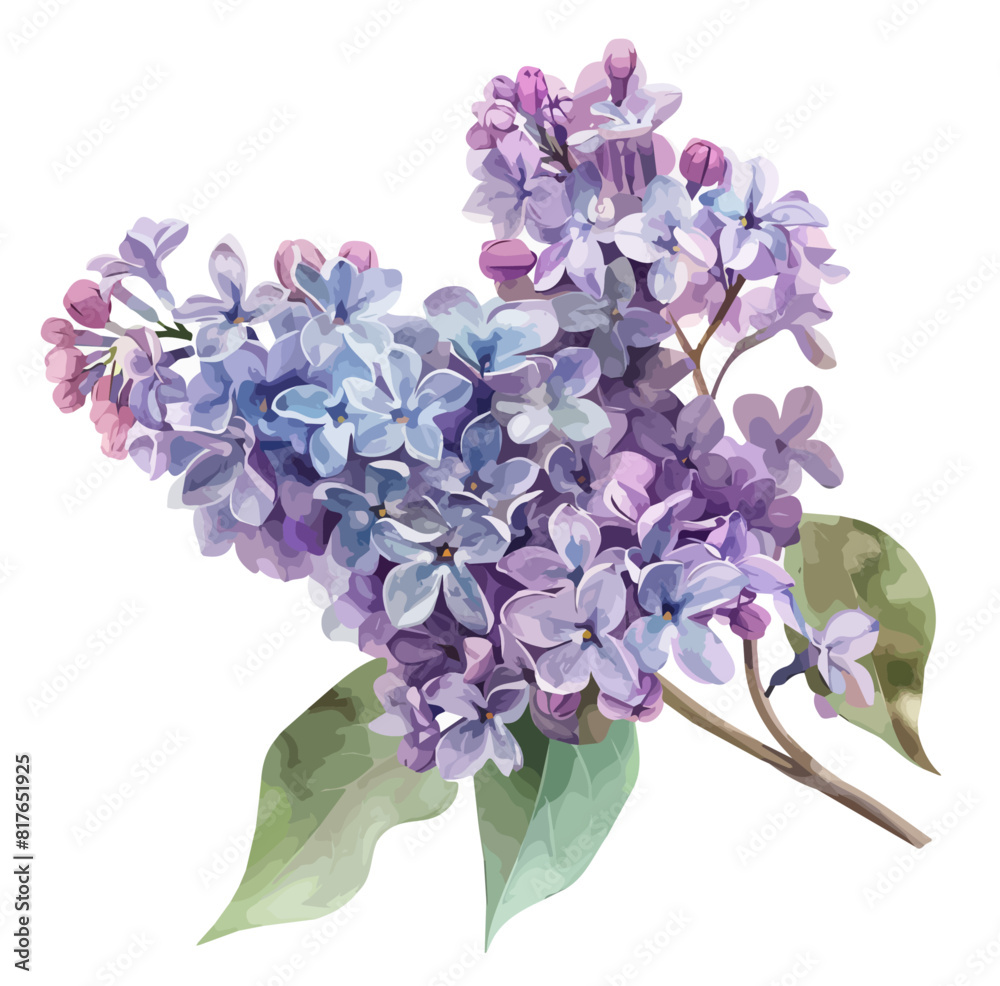 Watercolor clipart of a lilac plant, isolated on a white background ...