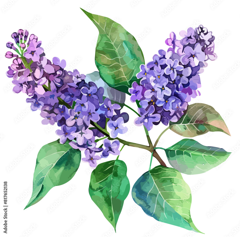 Watercolor clipart vector of a lilac, isolated on a white background ...