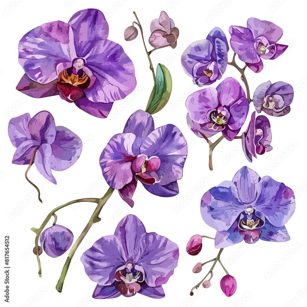 Watercolor clipart of a purple orchid, isolated on a white background ...