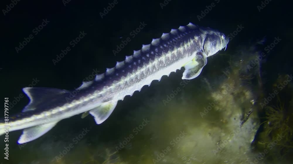 Azov-Black sea sturgeon or Russian sturgeon (Acipenser gueldenstaedtii ...