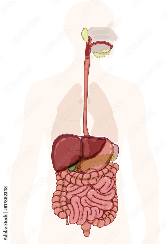 Detailed illustration of the anatomy and structure of the human ...