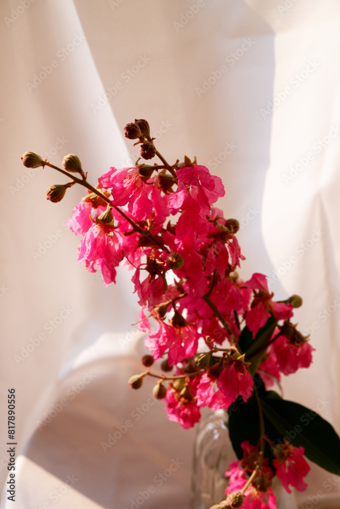 Lagerstroemia floribunda or Thai crape myrtle, appearance of flowers is ...