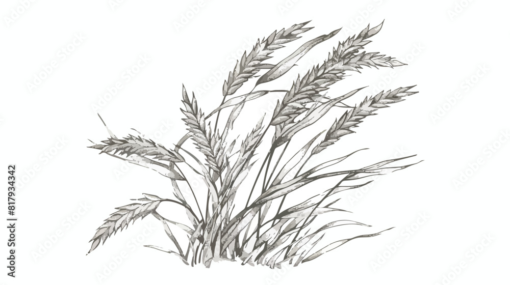 Panicum miliaceum outlined contoured drawing. Cereal vector de Stock ...