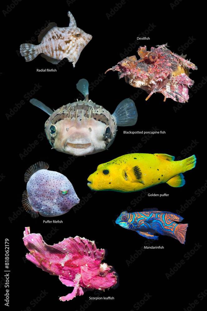 Tropical reef fish, composite image on black background, Radial ...