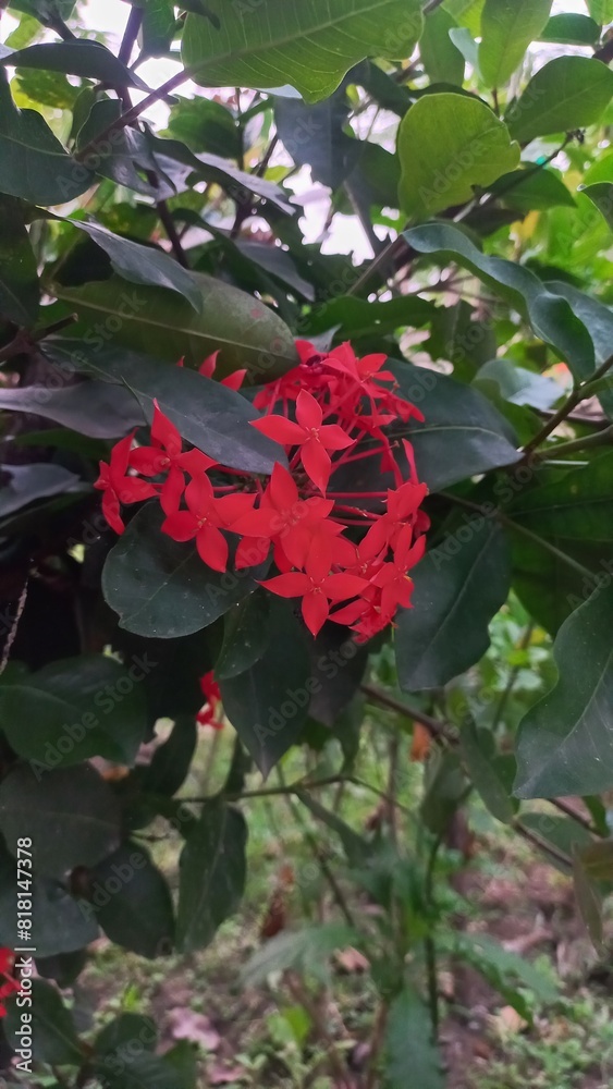 ixora coccinea,ixora,ixora flower,ixora coccinea plant,ixora coccinea ...