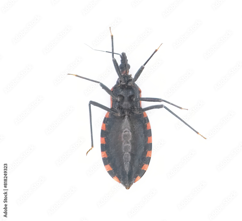 Eastern Bloodsucking Conenose Kissing bed Bug - Triatoma sanguisuga ...