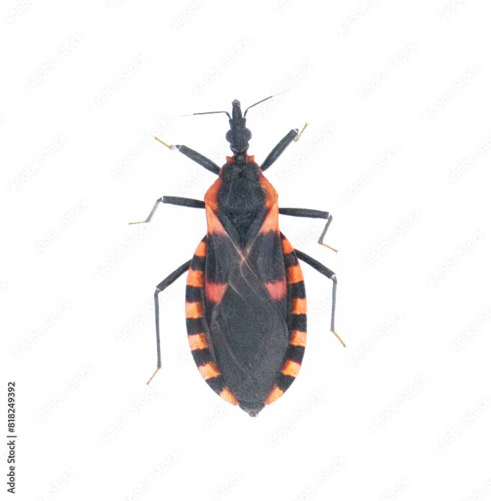 Eastern Bloodsucking Conenose Kissing bed Bug - Triatoma sanguisuga ...