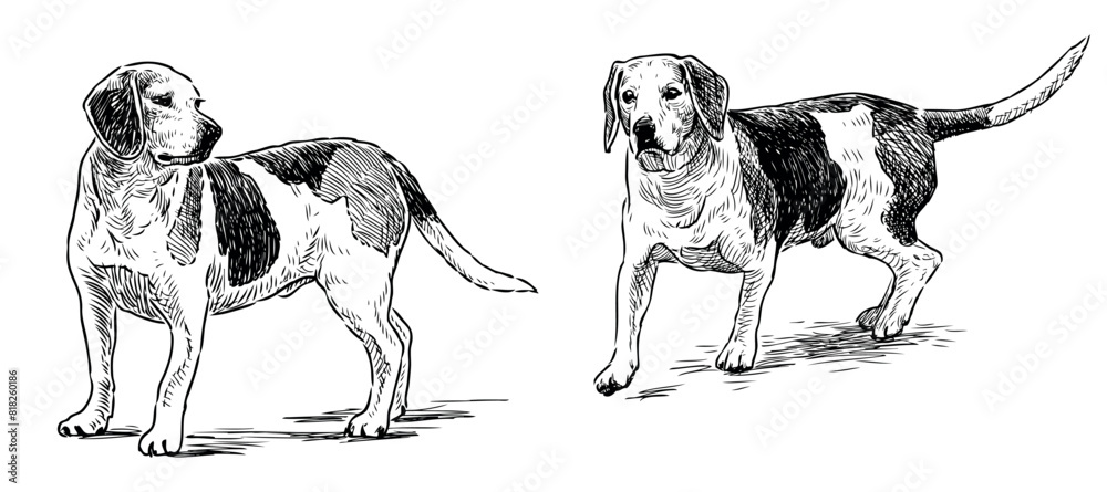 English beagle, hunting dog, pet,purebred, domestic animal,spotted ...
