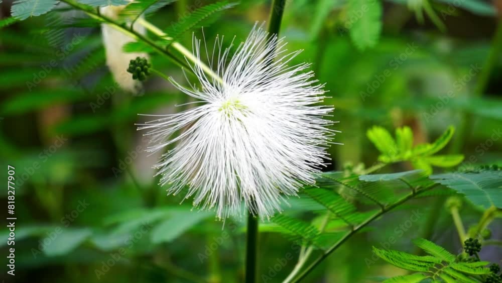 Kaliandra putih (Calliandra tetragona, Zapoteca tetragona) flower ...