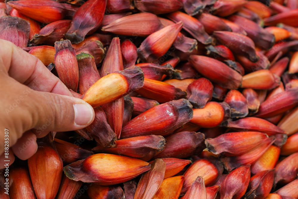 Red pine nut with shell. Traditional fruit of the June festivals in ...