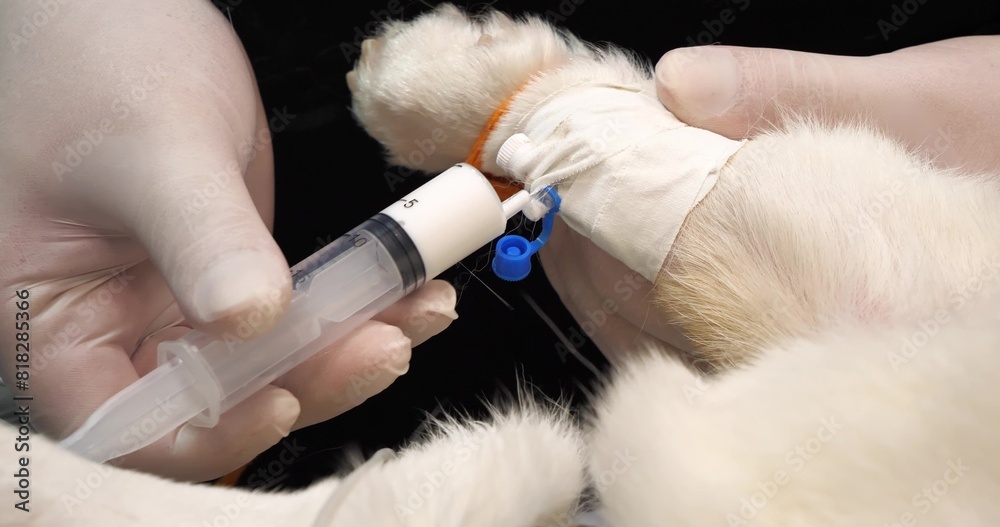 Close-up of anesthesia medication being administered into an ...