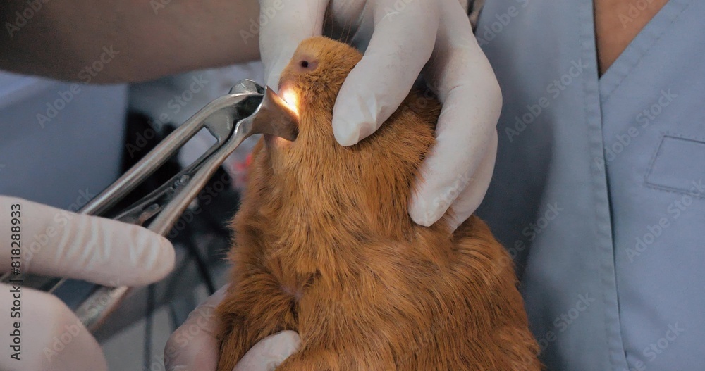 A veterinarian examines the teeth in a guinea pig's mouth. Guinea pig ...