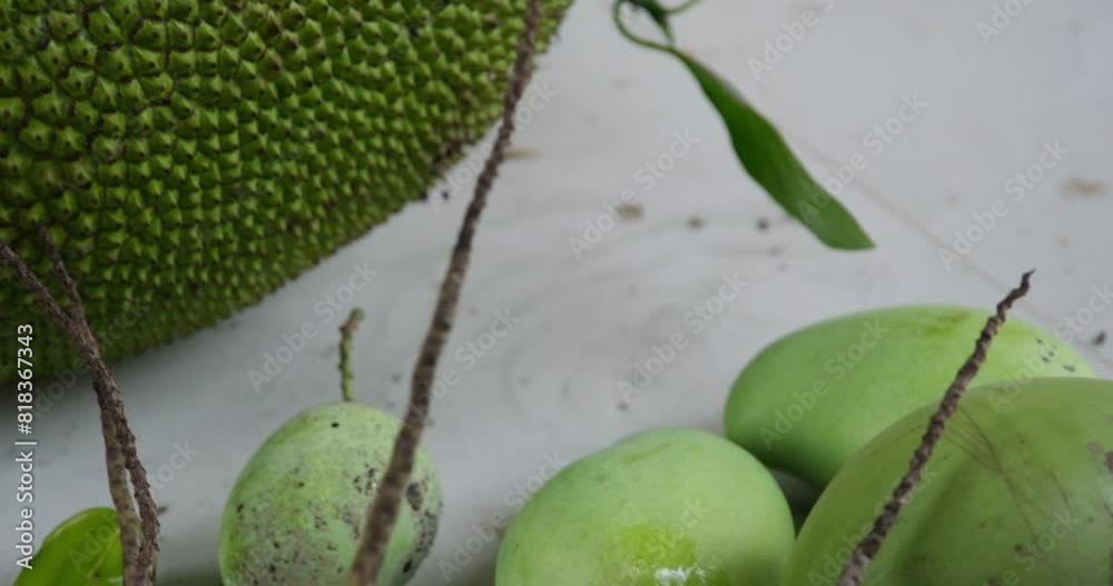 White liquid flows out of jackfruit Picking Jackfruit from a tree man ...