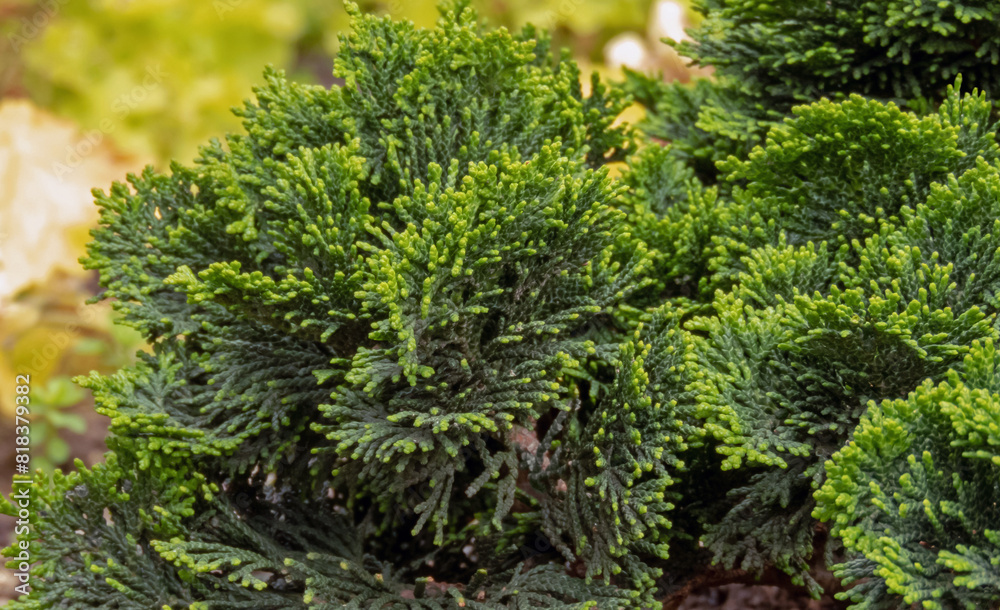 Chamaecyparis obtusa,Japanese cypress, hinoki cypress or hinoki ...
