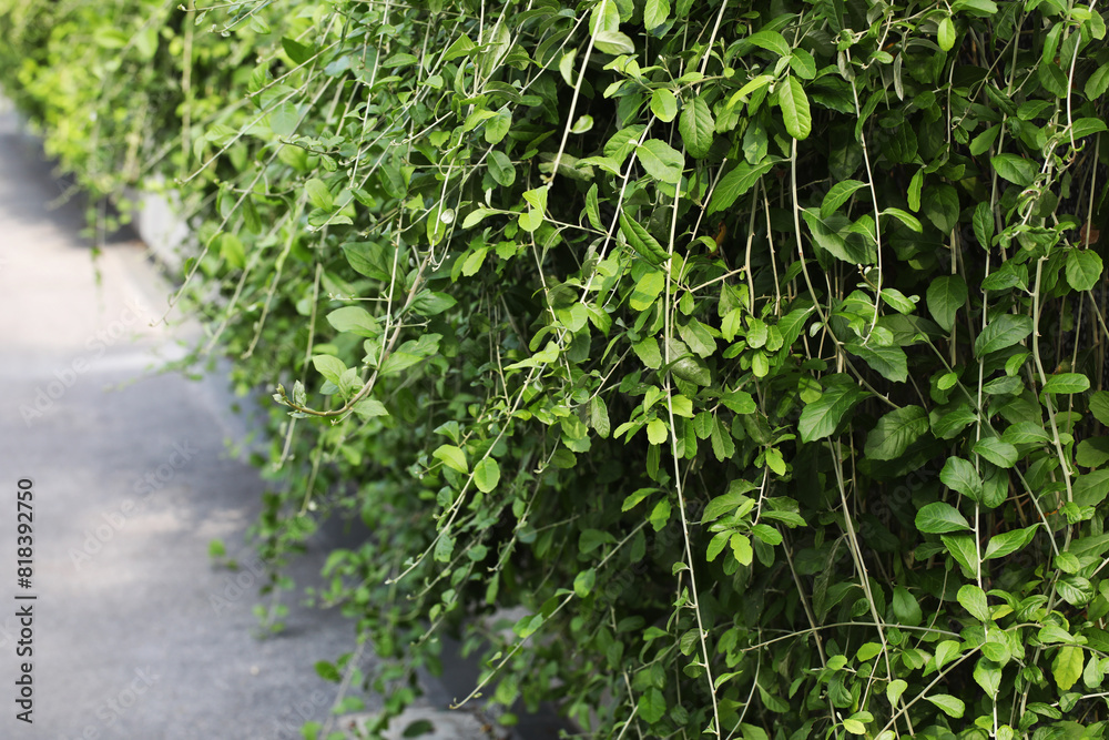 curtain creeper, vernonia creeper and parda bel (Tarlmounia elliptica ...