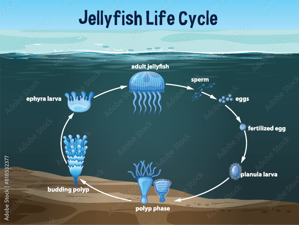 Stages of jellyfish development from egg to adult Stock Vector | Adobe ...