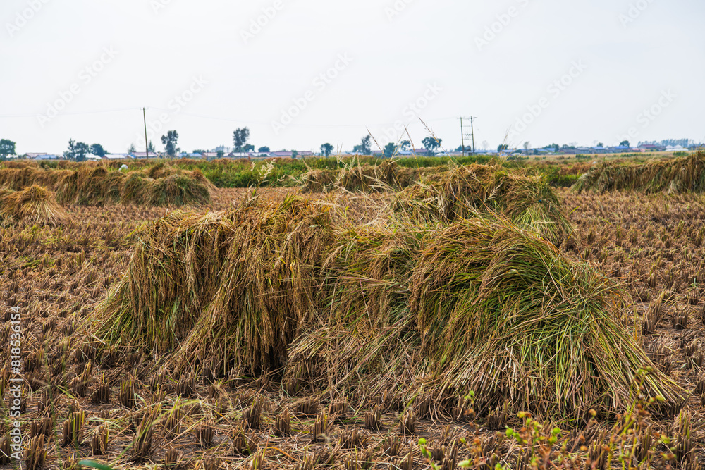 Pile of rice paddy piled up for threshing after harvesting Stock Photo ...
