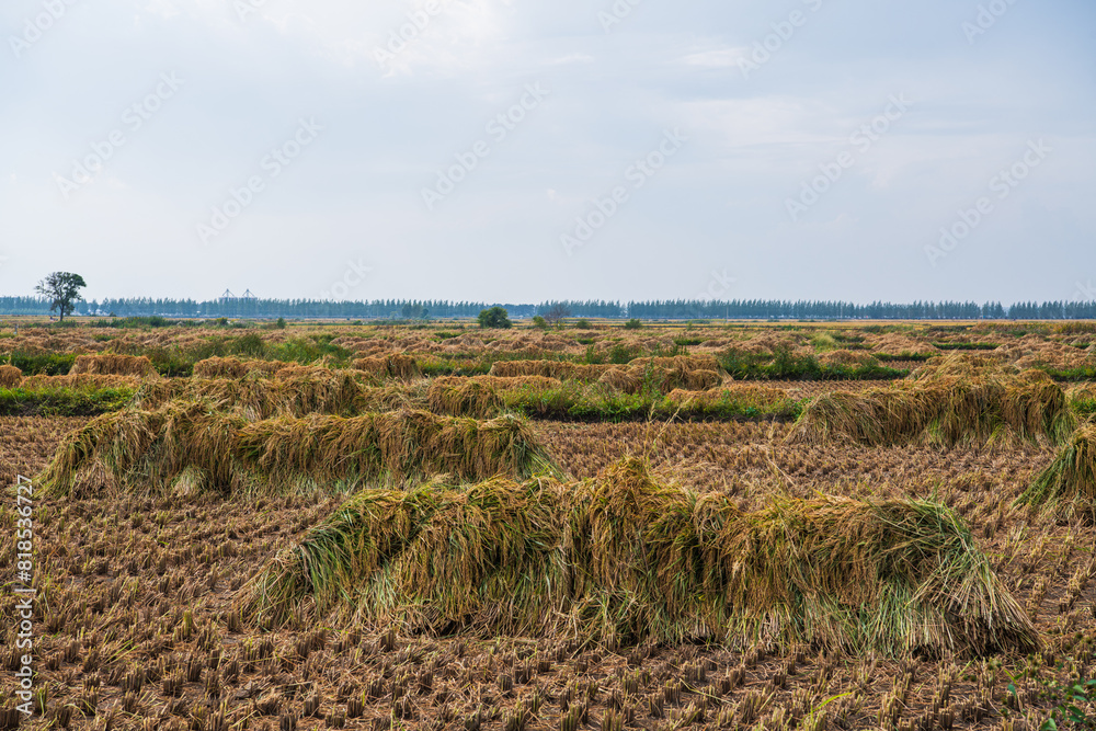 Pile of rice paddy piled up for threshing after harvesting Stock Photo ...