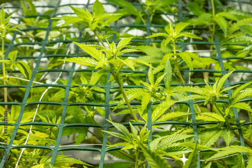 SoG Sea of Green net hemp cultivation technique Growing pot in growtent ...