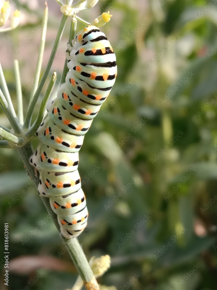 The huge Asian death's head hawkmoth caterpillar has a dim green body ...