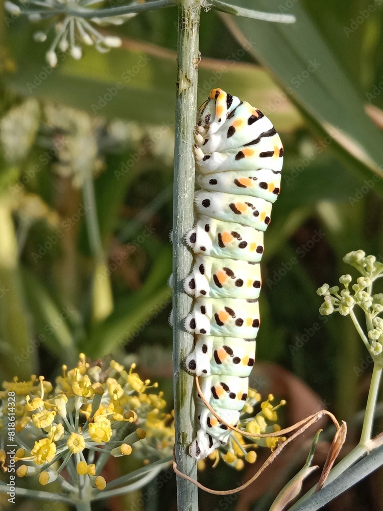 The huge Asian death's head hawkmoth caterpillar has a dim green body ...