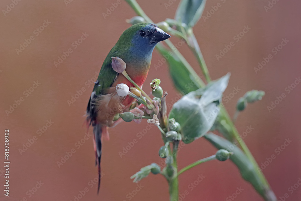 A pin-tailed parrotfinch is eating Job's tears seeds. This beautiful ...