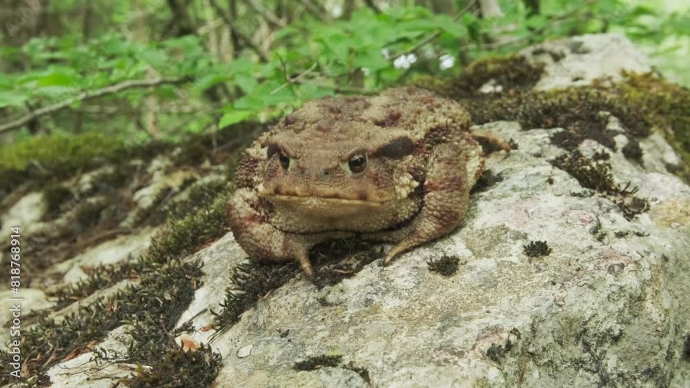 Common toad or European toad on stone. Close-up portrait of large ...