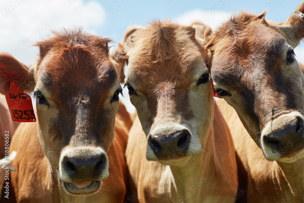Agriculture, cattle and cows on farm with sustainable livestock for ...