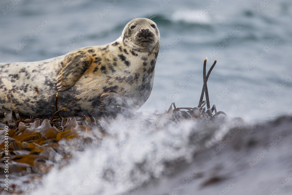 Grey Seal on the coastal shore Isle of Skye Scotland with waves ...