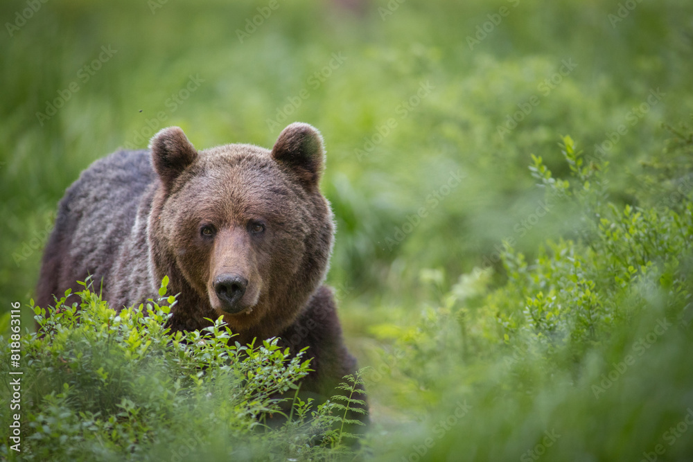Brown bear - close encounter with a wild brown bear eating in the ...