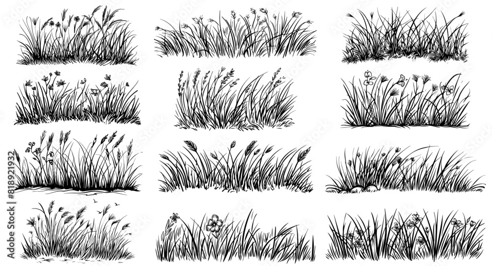 wild ornamental grasses black vector sketch, silhouette nocolor shape ...