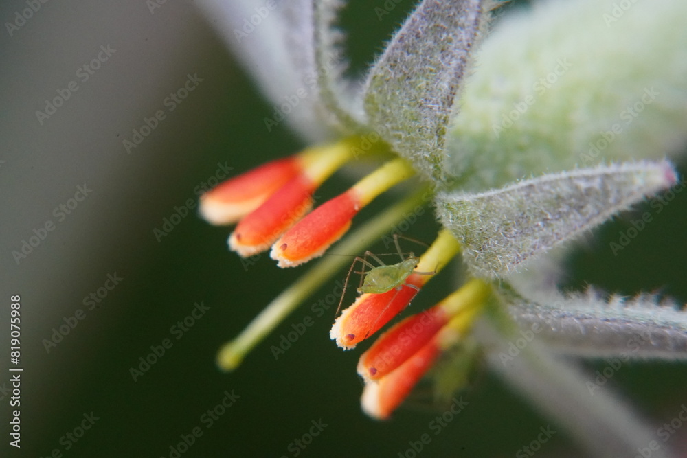 Hybrid Kangaroo Paws are prized for their distinctive flowers and ...
