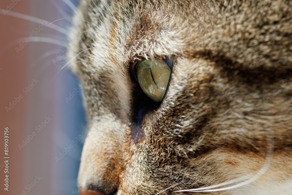 Plano cerrado de cara de gato atento lo que observa Stock Photo | Adobe ...