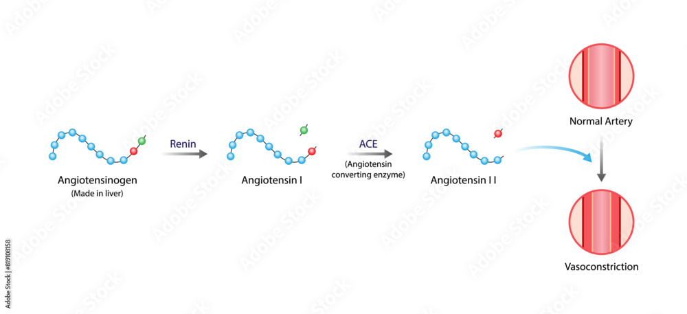 Angiotensin. Renin-Angiotensin-Aldosterone System, blood pressure ...
