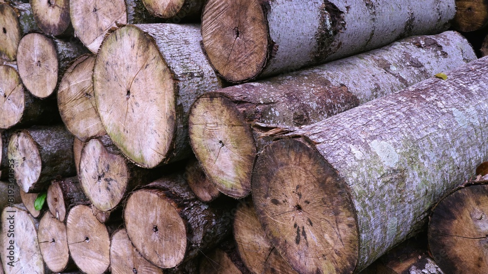 Log trunks pile, Wooden trunks pine, Logging timber wood industry ...