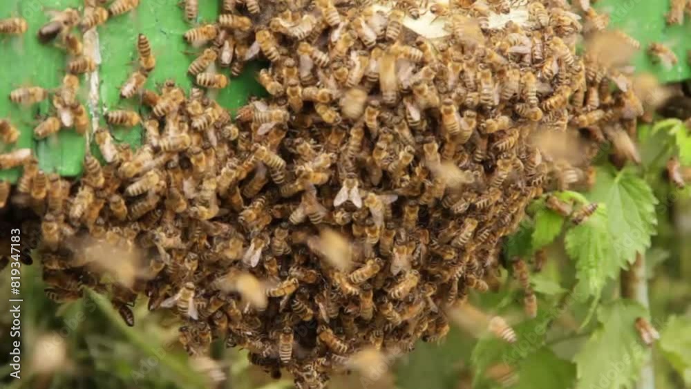 a large swarm of bees independently populates the hive Stock Video ...