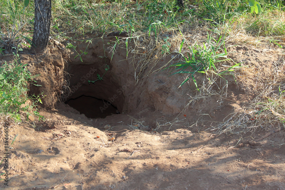 Krüger Park - Afrikanischer Busch - Tierbau / Kruger Park - African ...