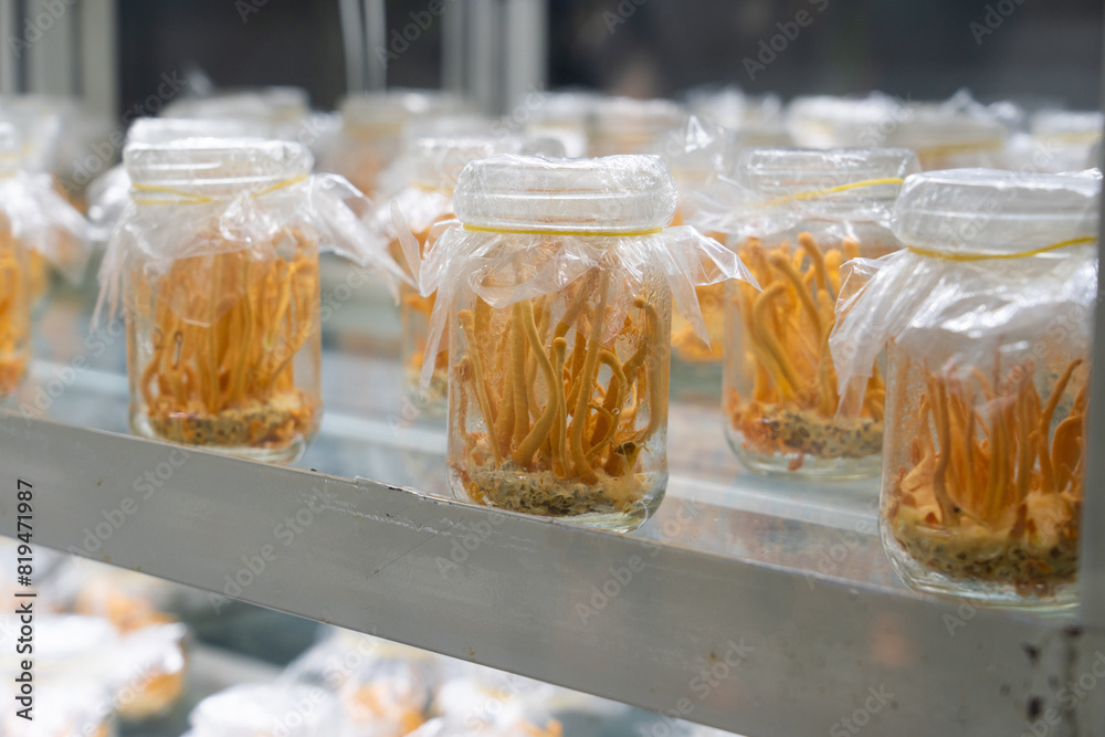 Ophiocordyceps sinensis, Cordyceps militaris in Glass bottles within ...