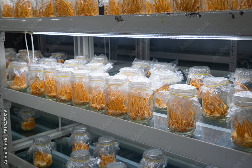 Ophiocordyceps sinensis, Cordyceps militaris in Glass bottles within ...