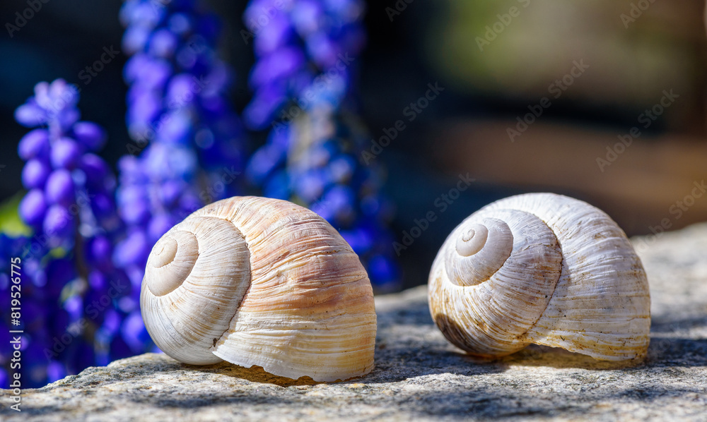 close up view of two snail shells on a gray stone casting their shadow ...
