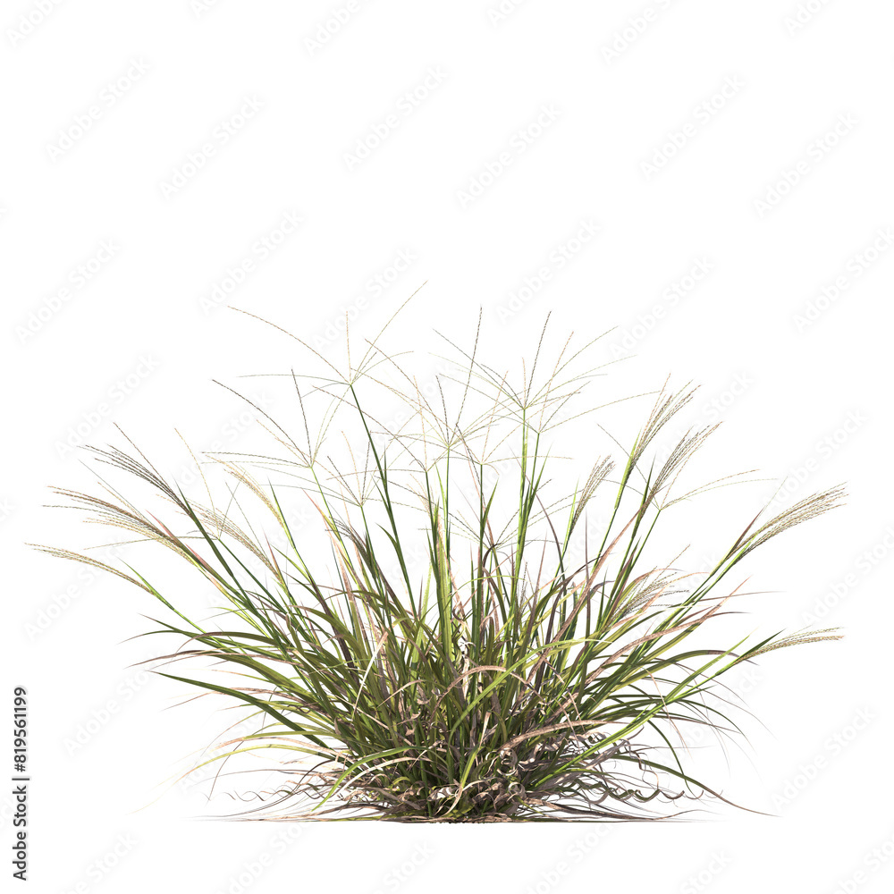 Enteropogon acicularis, Lindl, Lazarides, curly windmill grass, large ...